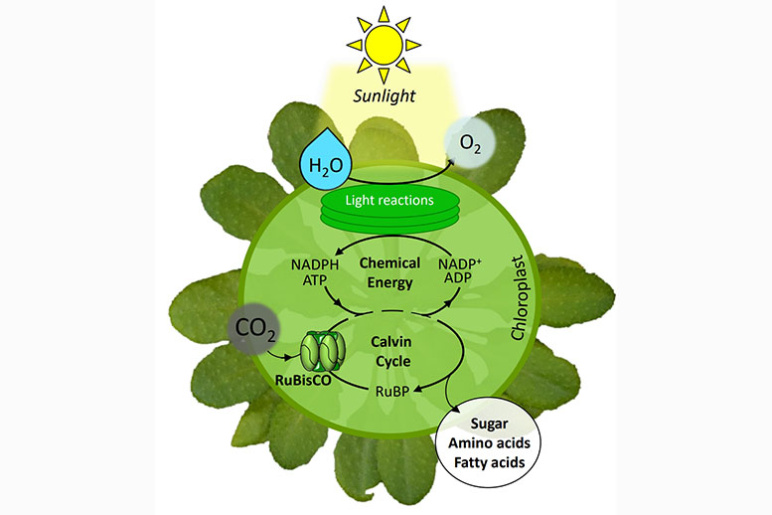 Enhanced photosynthesis in crops (EPiC) | Abdul Latif Jameel Water and ...